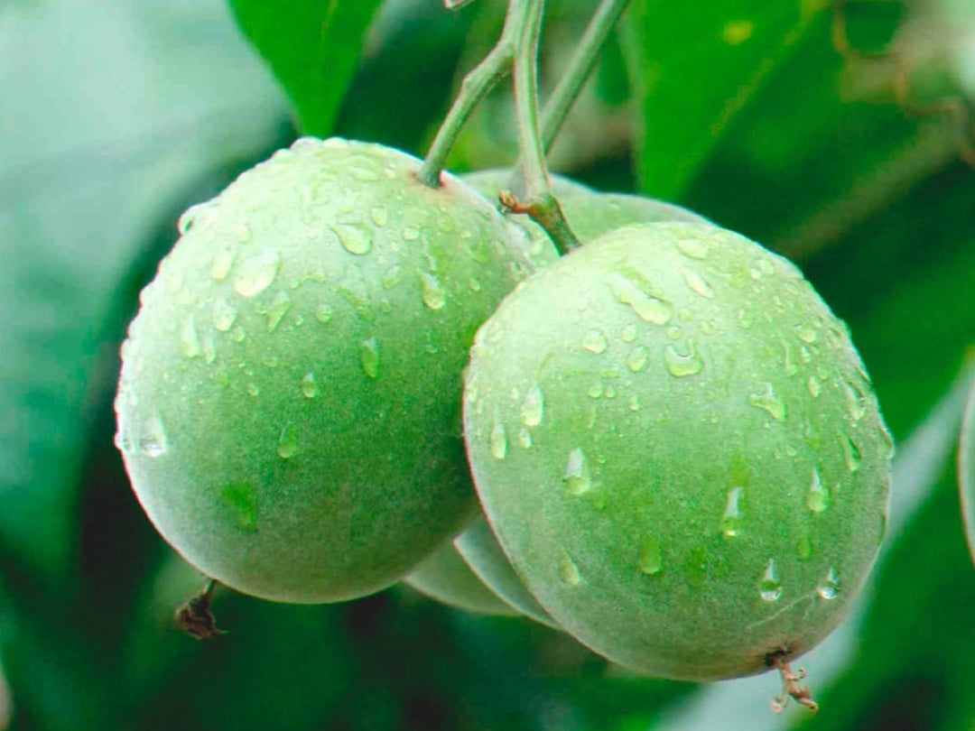 Chía, el superfood mexicano – Estado Natural